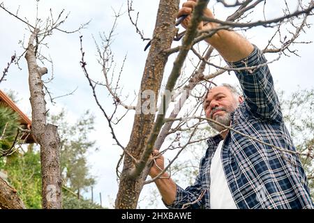 Spring seasonal gardening, pruning fruit trees with pruning shears ...