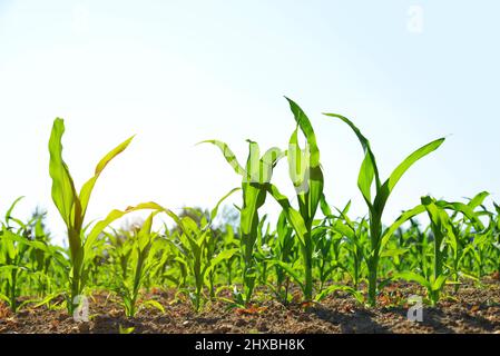 spring landscape - agricultural field with young ears of wheat, green ...