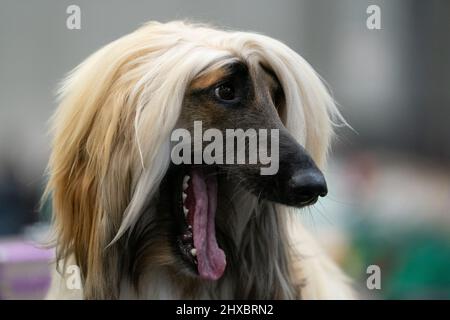 Birmingham, 11 March 2022. An Afghan Hound arrives for the second day ...