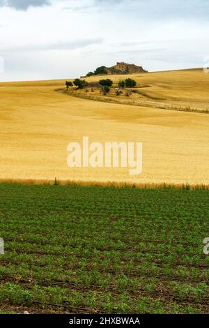 Country landscape in Basilicata along the road from Gravina in Puglia ...