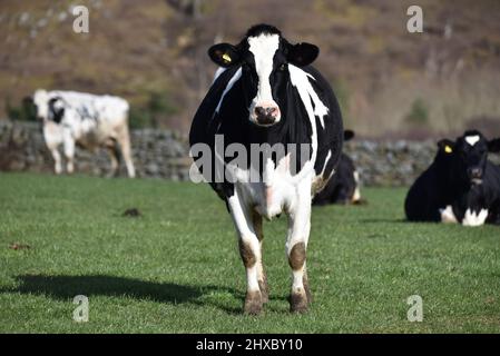 Cow in North York Moors National Park Stock Photo - Alamy