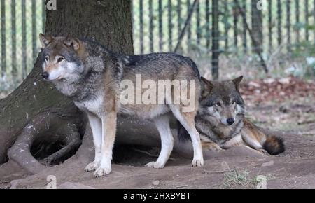European Wolves in Zoo Enclosure Stock Photo - Alamy