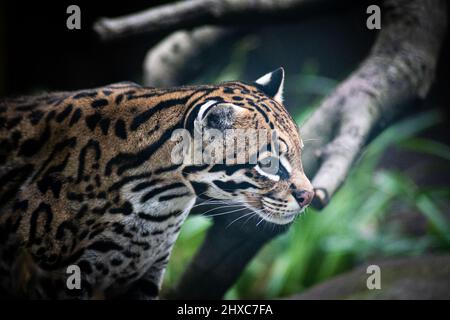 close up of an ocelot in its enclosure in a zoo Stock Photo - Alamy