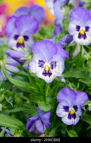 Blueberry Thrill Pansies have bicolor flowers of blues and yellow ...