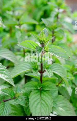 Mentha Smithiana, Red Mint. Spearmint smell and taste with red tinged ...