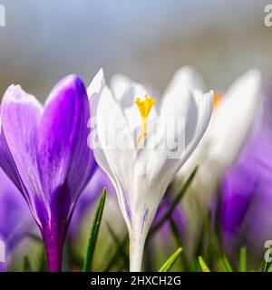 beautiful spring crocuses sprouting in a lawn, view from the side, copy ...