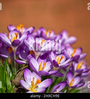 beautiful spring crocuses sprouting in a lawn, view from the side, copy ...