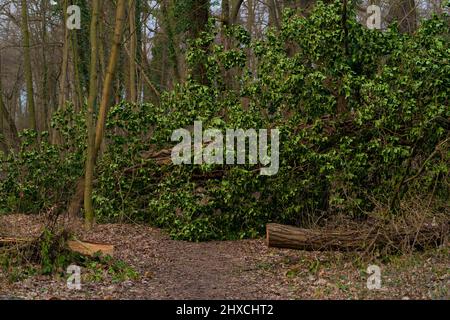 Storm damage, overturned large old oak tree completely overgrown with ...