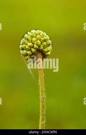craspedia globosa drumstick Billy Buttons flower shape ball sphere ...
