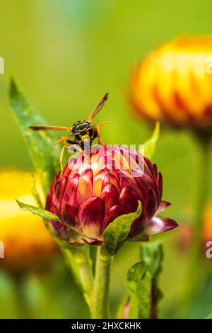 Wasp on a Straw flower Stock Photo - Alamy