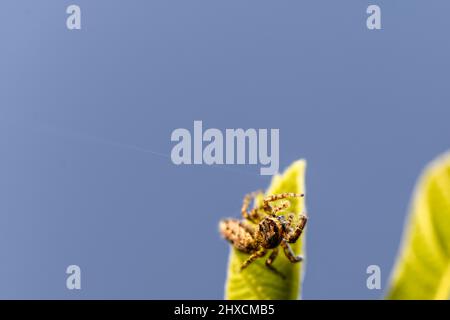 Harlequin jumping spider (Salticus scenicus) italiamn arachnid Stock ...