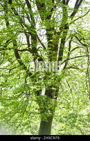 Beech Tree In Backlit Stock Photo - Alamy