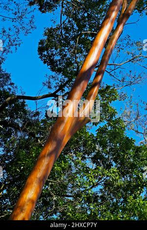 Capirona tree (Calycophyllum spruceanum), on tropical rainforest Stock ...