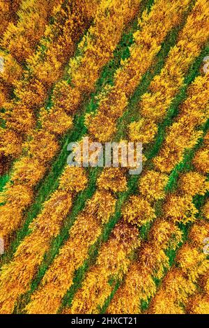 Fields at the great plains of Thessaly, somewhere between Deleria and ...