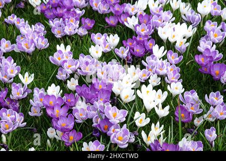 Purple and mauve crocus ÔpickwickÕ and Ôflower recordÕ blooming Stock ...