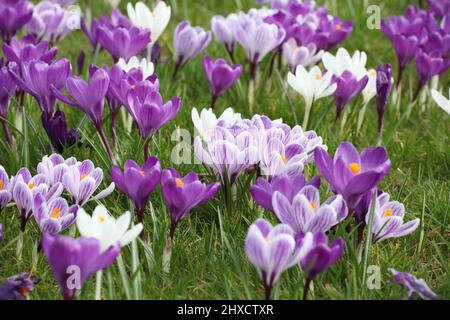 Purple and mauve crocus ÔpickwickÕ and Ôflower recordÕ blooming Stock ...