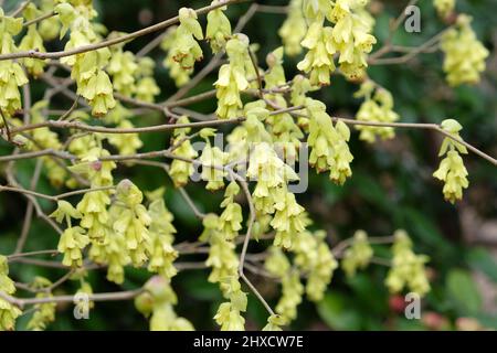 The dainty yellow flowers of Winter Hazel Stock Photo - Alamy