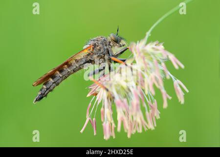 Alabaster fly (Pamponerus germanicus), female, North Rhine-Westphalia ...