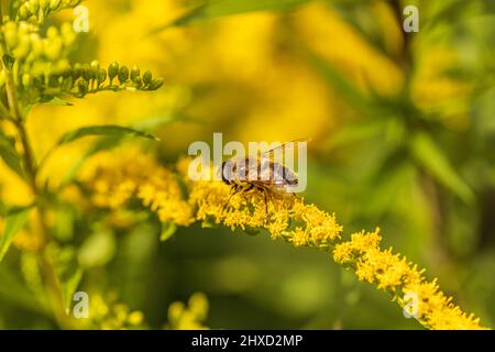 Goldenrod, also called Aaron's rod, insect Stock Photo - Alamy