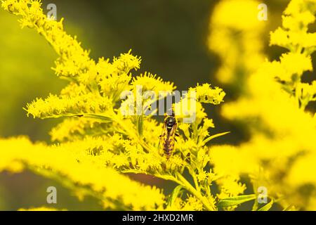 Goldenrod, also called Aaron's rod, insect Stock Photo - Alamy