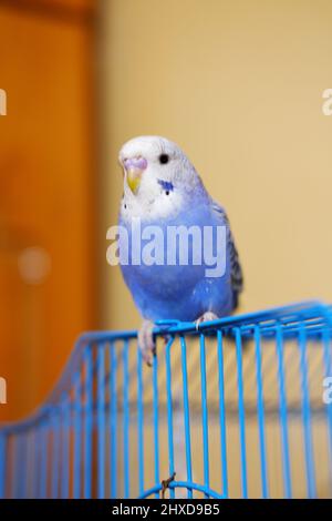 Blue lovebird standing on blue cage indoor Stock Photo - Alamy
