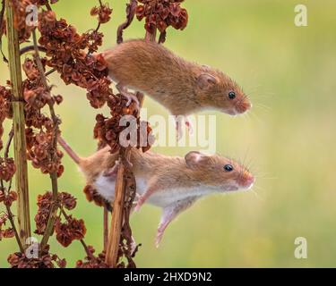 Cute little harvest mice at Dean Mason's 'Windows on Wildlife' woodland ...