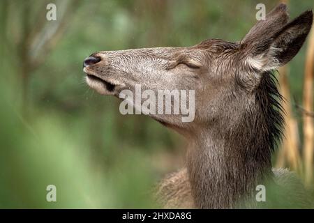 Red deer, end of winter Stock Photo - Alamy