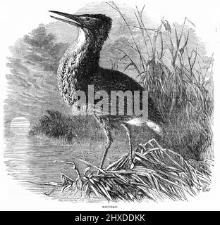 Eurasian bittern or great bittern, Botaurus stellaris. Common bittern ...