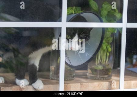 cat with a cone on looking around in sun of window sad Stock Photo - Alamy