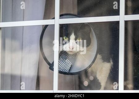 cat with a cone on looking around in sun of window sad Stock Photo - Alamy
