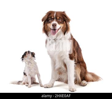Australian shepherd dog isolated on white background Stock Photo - Alamy