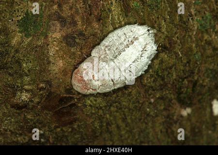 Giant scale insect (Coelostomidia zealandica) adult female Stock Photo ...