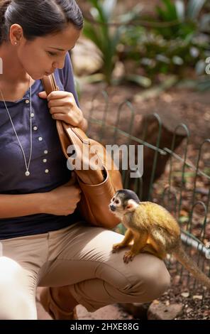 A beautiful shot of a cute monkey Stock Photo - Alamy