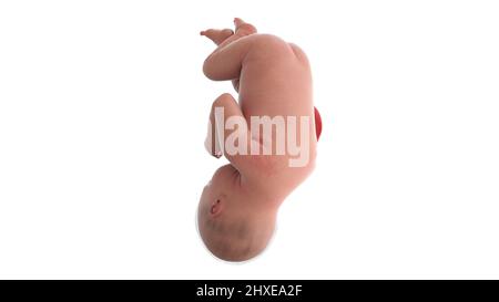 Human foetus at week 38, illustration Stock Photo - Alamy
