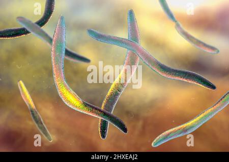 Fusobacterium, illustration. Fusobacterium are Gram-negative anaerobic ...
