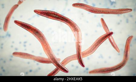 Fusobacterium bacteria, illustration. Fusobacterium are Gram-negative ...