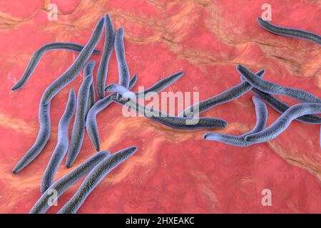 Fusobacterium, illustration. Fusobacterium are Gram-negative anaerobic ...