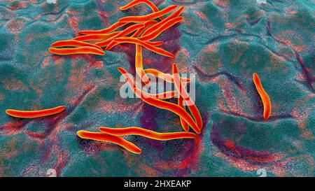 Fusobacterium bacteria, illustration. Fusobacterium are Gram-negative ...
