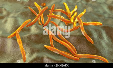 Fusobacterium, illustration. Fusobacterium are Gram-negative anaerobic ...