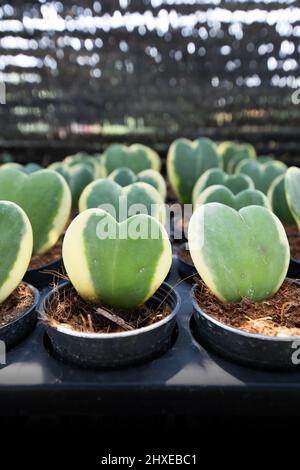Closeup hoya kerrii or sweetheart tree or sometimes called lucky heart ...