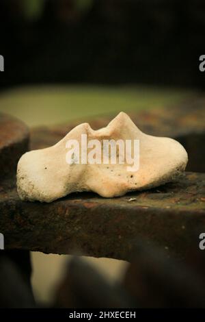 Portrait of animal bone fragments Stock Photo - Alamy