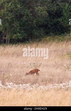 An adorable European fallow deer in the forest Stock Photo - Alamy