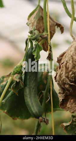 Cucumber at North Sedra Farm Qatar Stock Photo - Alamy