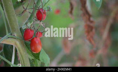 Tomatoes at North Sedra Farm Qatar Stock Photo - Alamy