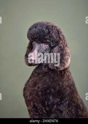 Poodle chocolate color portrait at studio on grey background Stock ...