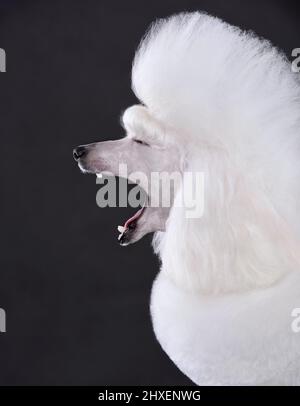 Yawning beautiful white toy poodle against black background Stock Photo ...