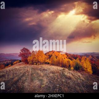 Sunset rays of the sun illuminate the birch branches Stock Photo - Alamy