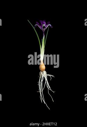 Iris reticulata - whole plant botanical photograph Stock Photo - Alamy