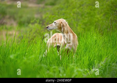 Saluki dog standing in profile view with black and tan coat on black ...