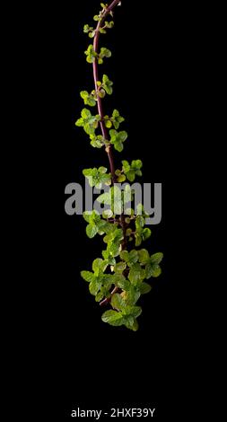 Mint Plant Grow Background. Color of the Year 2023 Viva Magenta Stock ...